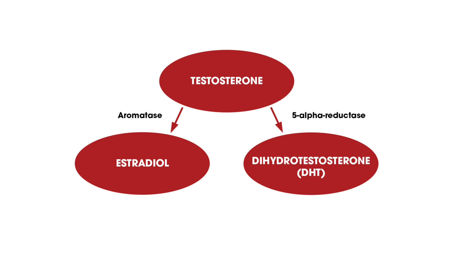 Low Testosterone and Memory Loss Symptoms | Male Excel